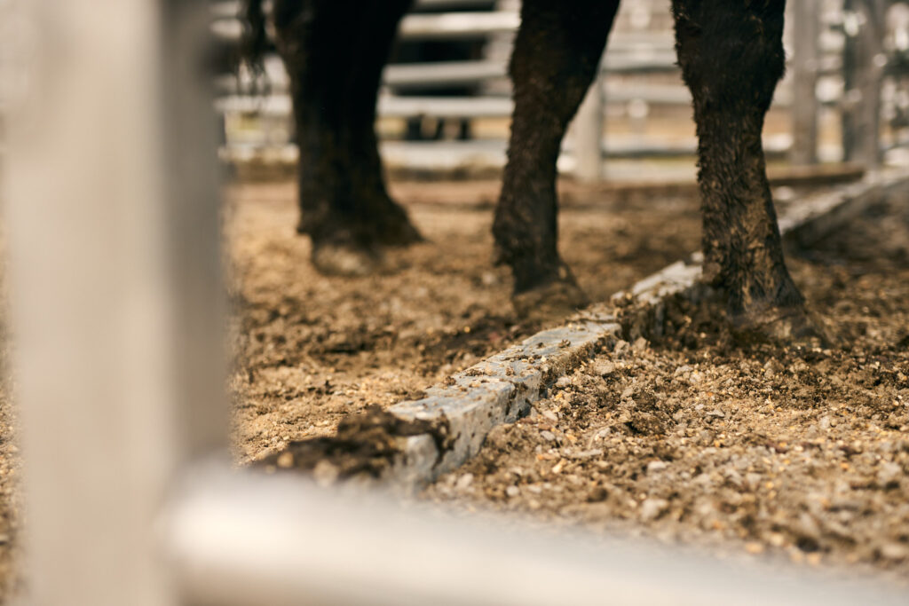 Galvanized Cattle Sweep System | Green River Gate