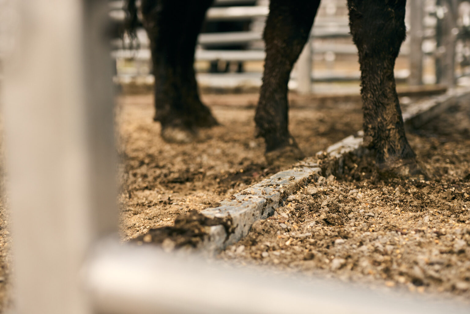 Galvanized Cattle Sweep System | Green River Gate